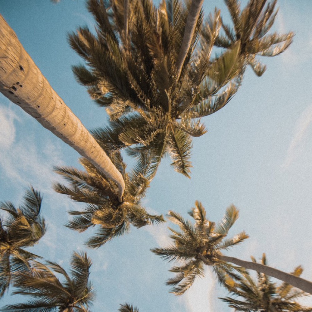 Nature-based solutions at COP27 | Interlace Hub