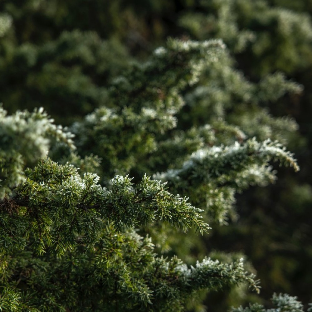 Introducing the NetworkNature Nordic hub | Interlace Hub Introducing the NetworkNature Nordic hub | Interlace Hub