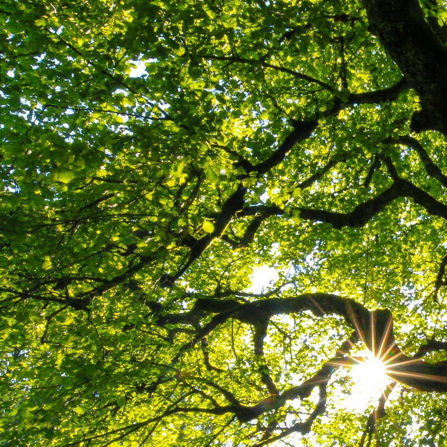 NetworkNature Nordic Hub: Opportunity for Action | Interlace Hub NetworkNature Nordic Hub: Opportunity for Action | Interlace Hub