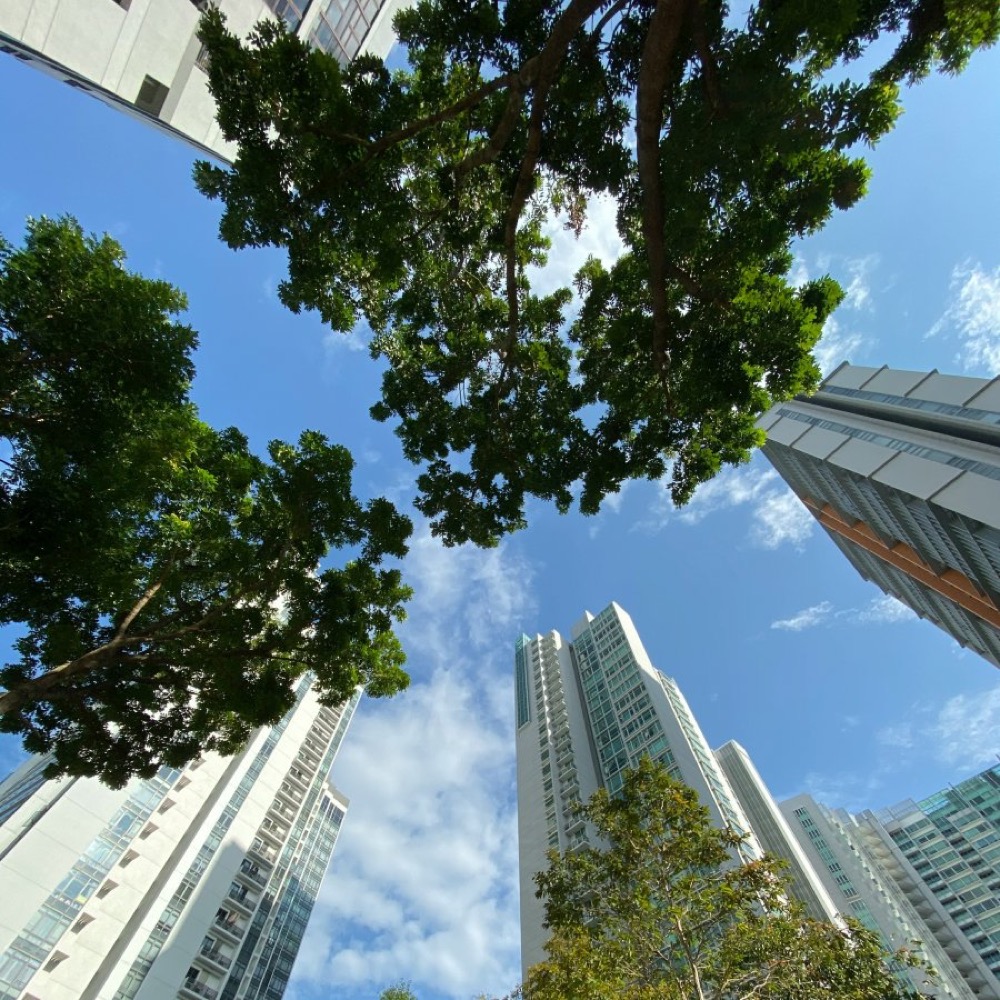 Urban Nature Program Unveiled at COP28: Paving the way for Nature ...