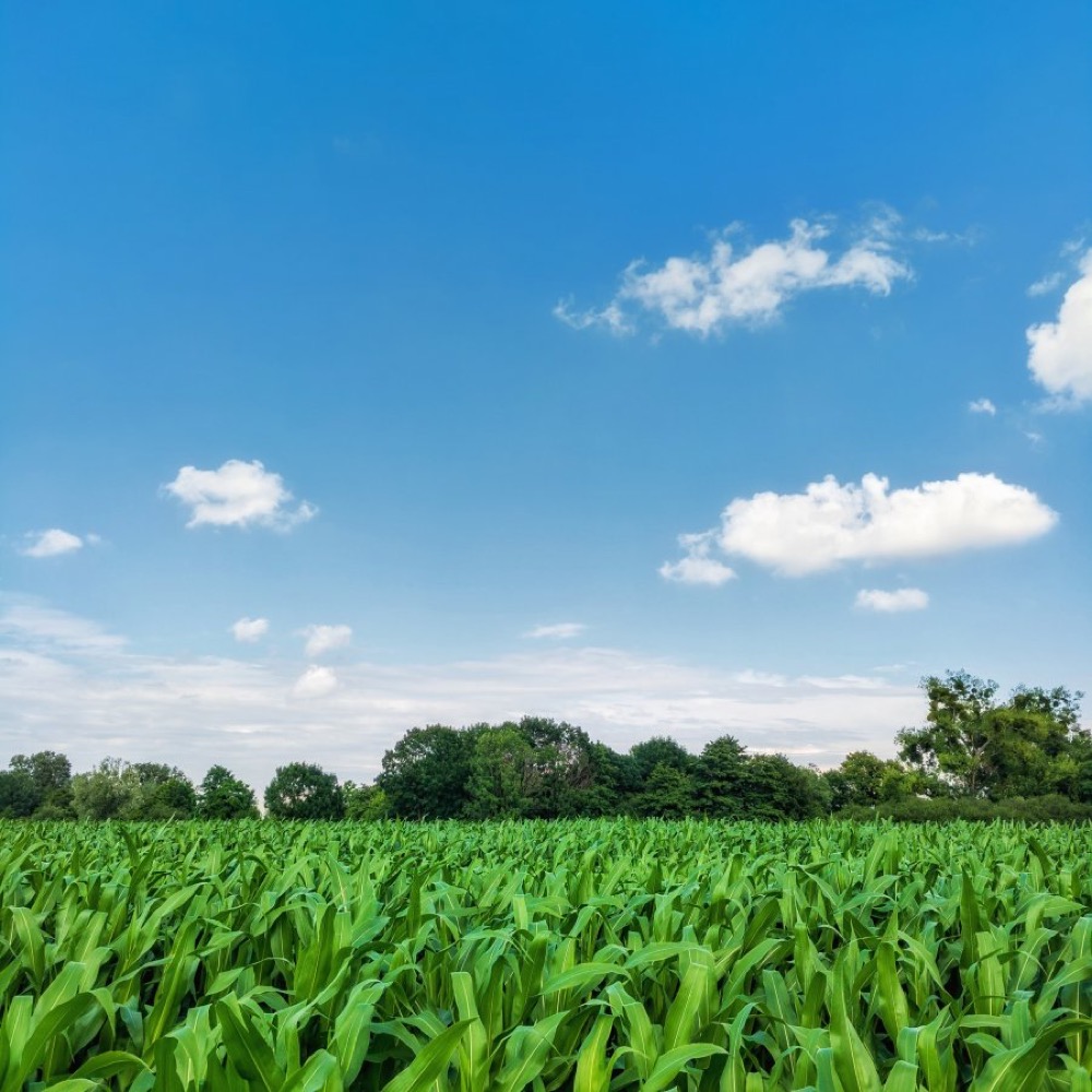 The big food redesign. Making nature-positive food the norm | Interlace Hub