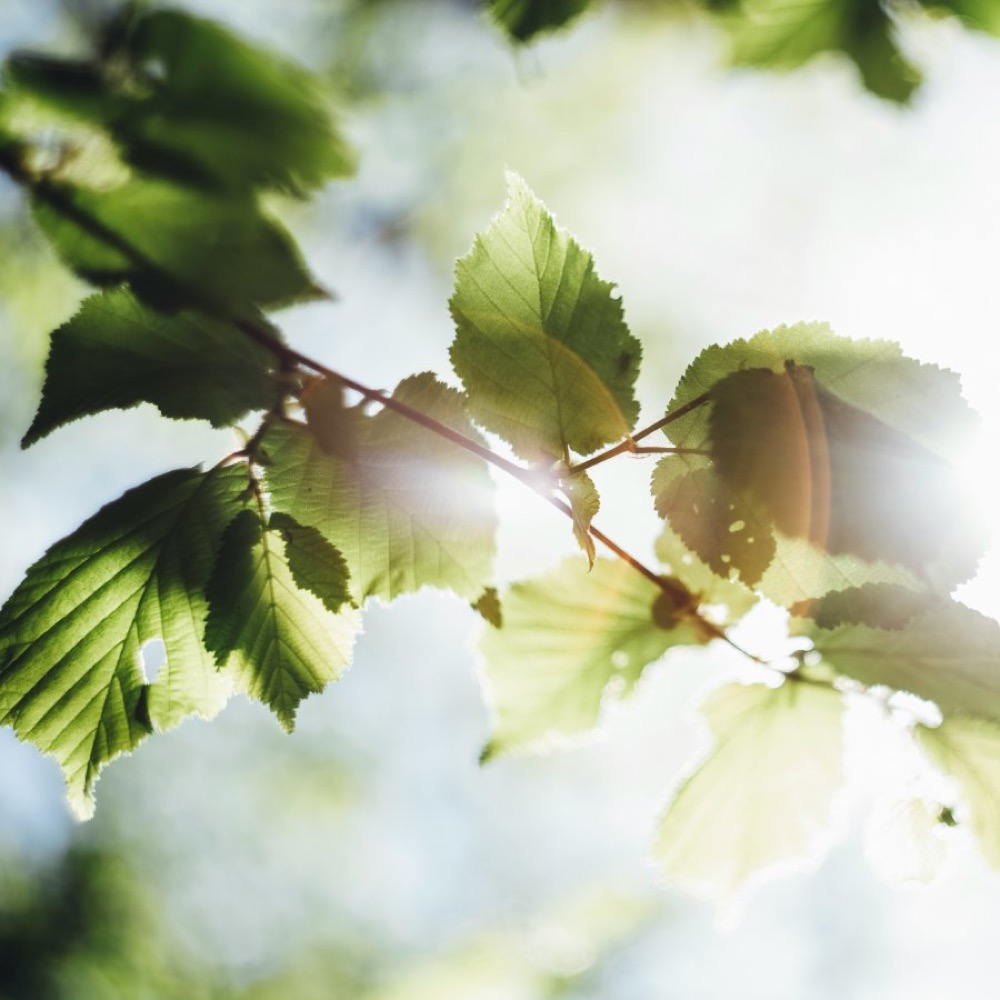 LIFE Calls for proposals 2024: bring your green dream to life with a ...