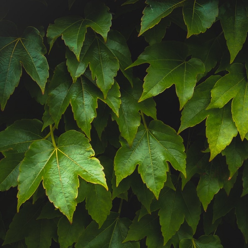 Nature Based Solutions For Ecosystem Restoration Networknature