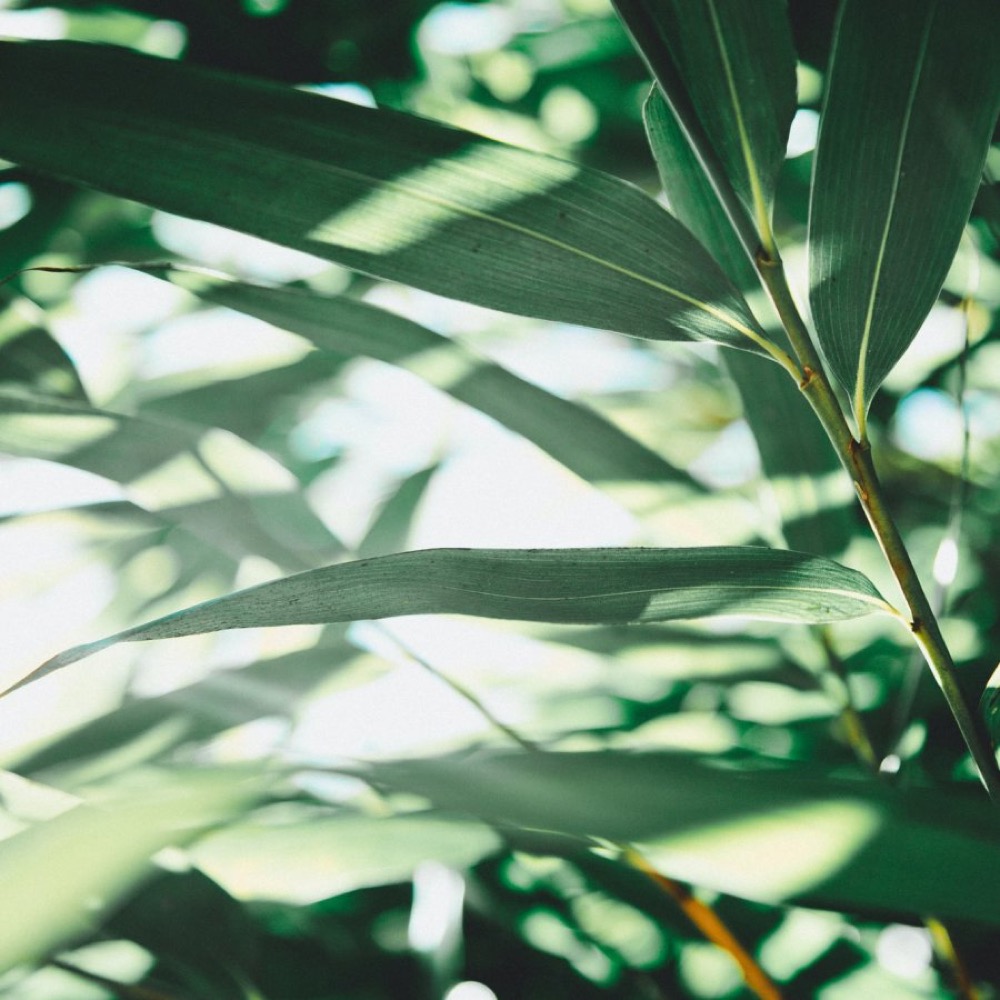 Multidisciplinary CO-CARBON research highlights the role of carbon ...