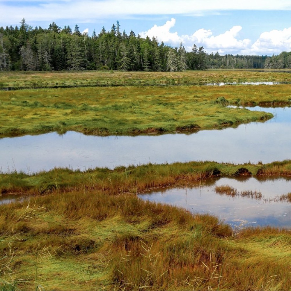 Exploring Benefits of Nature Restoration: Policy Briefs to support ...