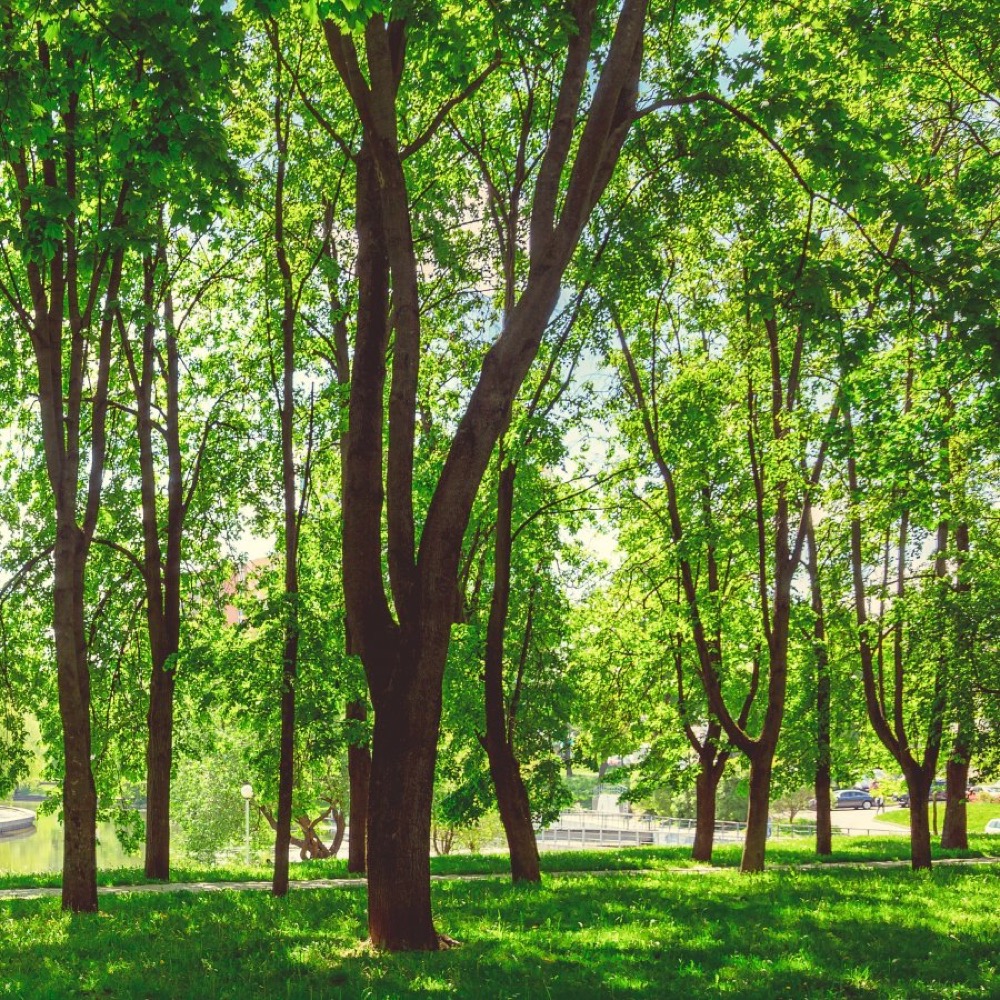 IUCN Professional Certificate on Nature-based solutions | Interlace Hub