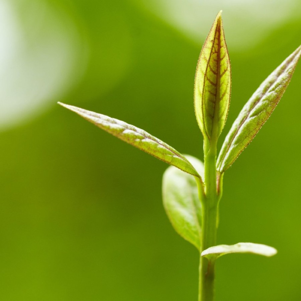 Invest4nature Survey Of Nature Based Enterprises Interlace Hub