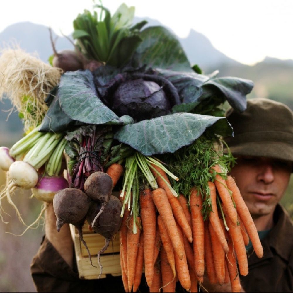 Espai Verd Benicalap opens with 15 plots of urban vegetable gardens ...