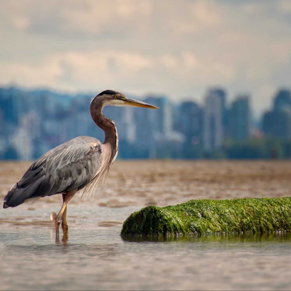 New NetworkNature Knowledge Brief analyses different perspectives on ...